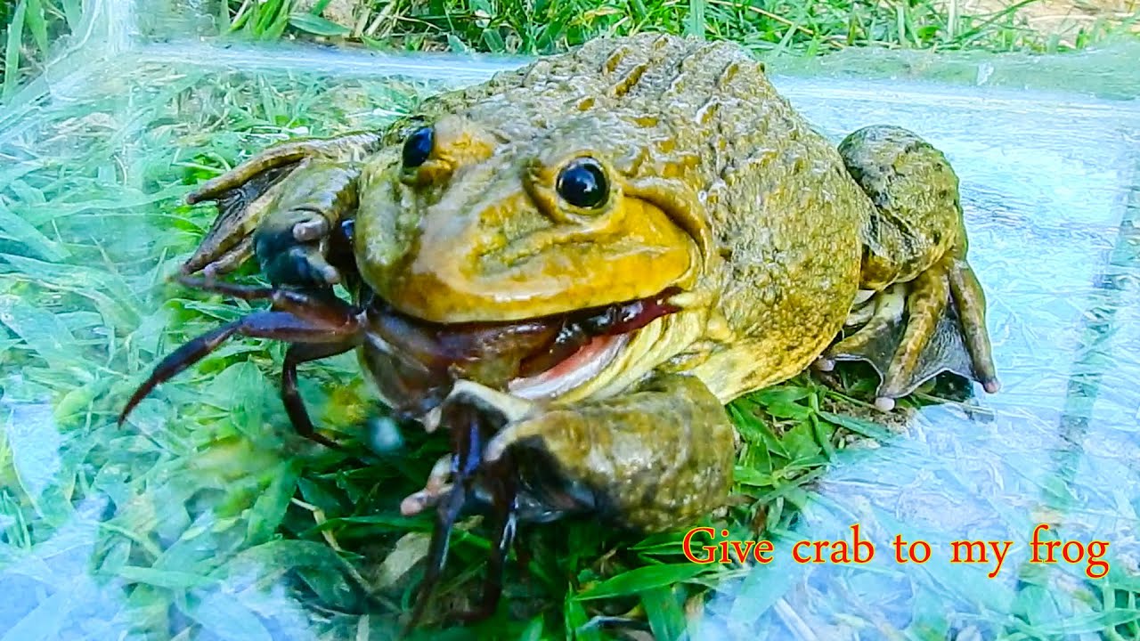 Give grab and black beetle to my bullfrog, Live feeding - YouTube