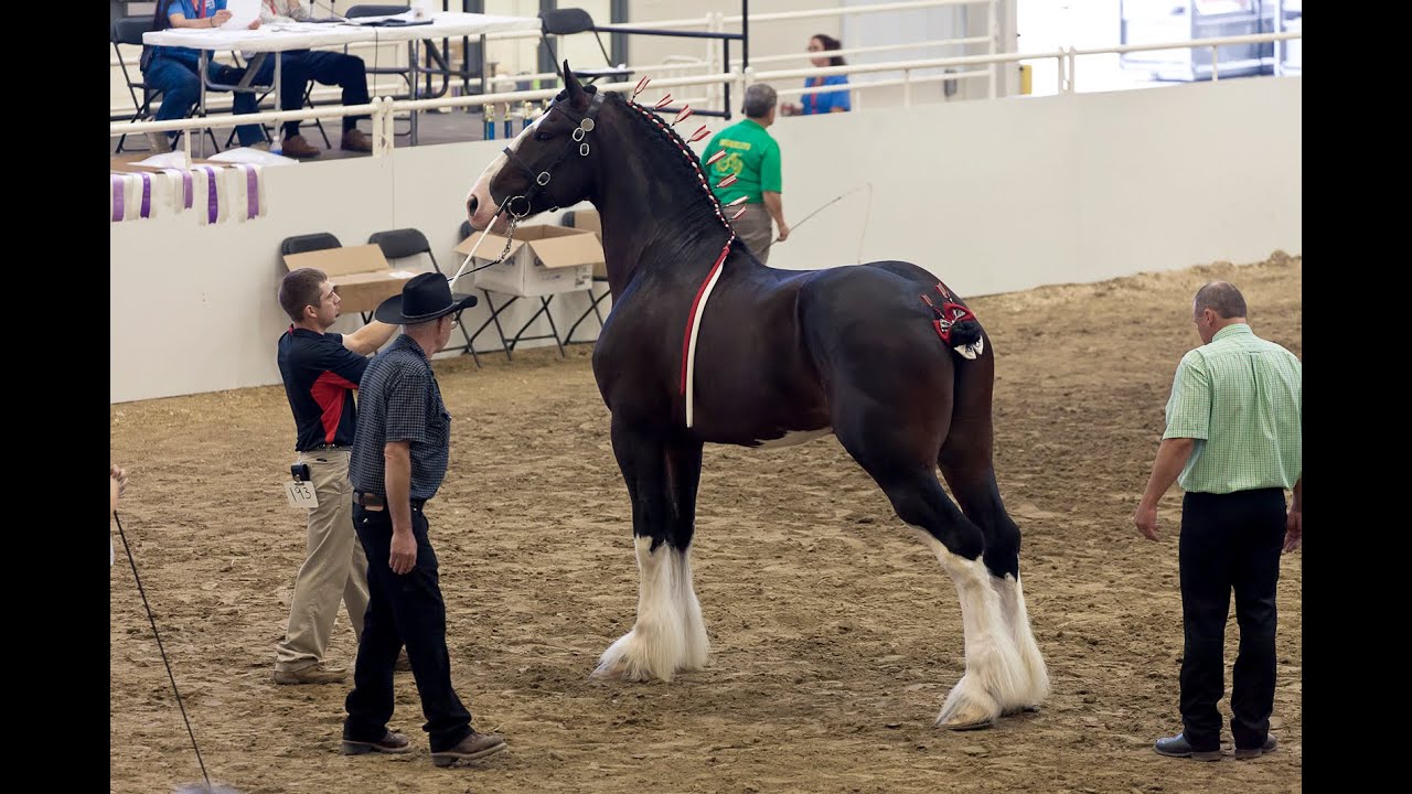2014 Nebraska State Fair Draft Horse Show - YouTube
