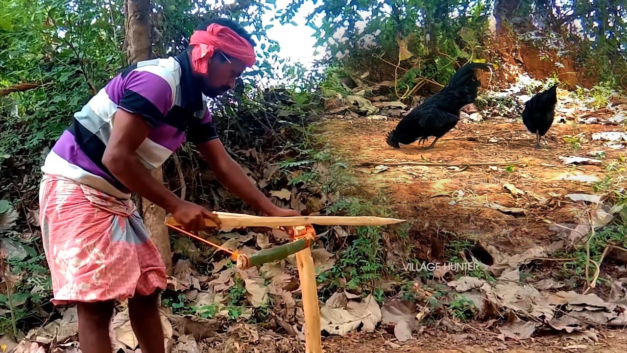 Amazing Black Chicken Hunting Kadaknath Chicken Hunting And Cooking ...
