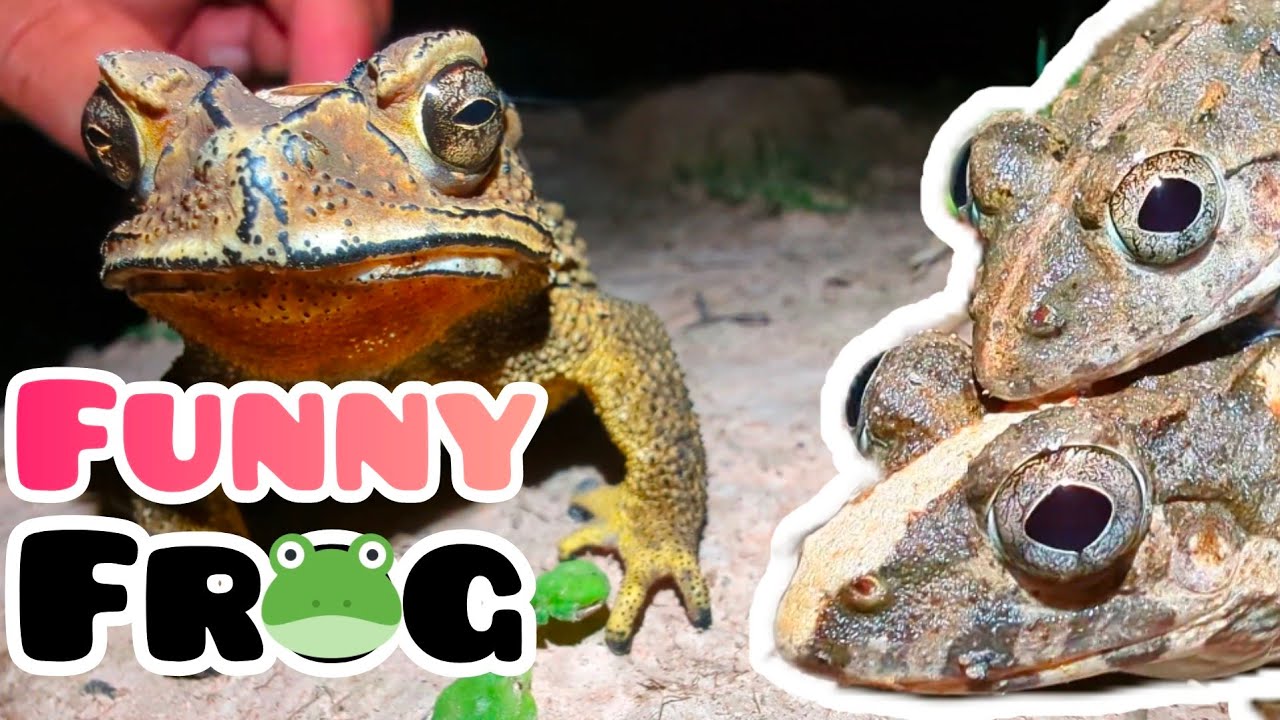 catching and touching funny frogs for laugh | Boing Boing jumping funny ...