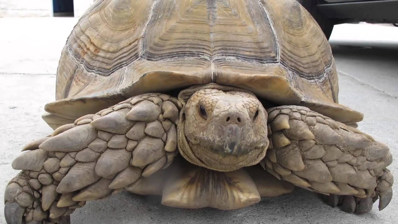 Police Reunite 150-pound Tortoise with Human Family - YouTube