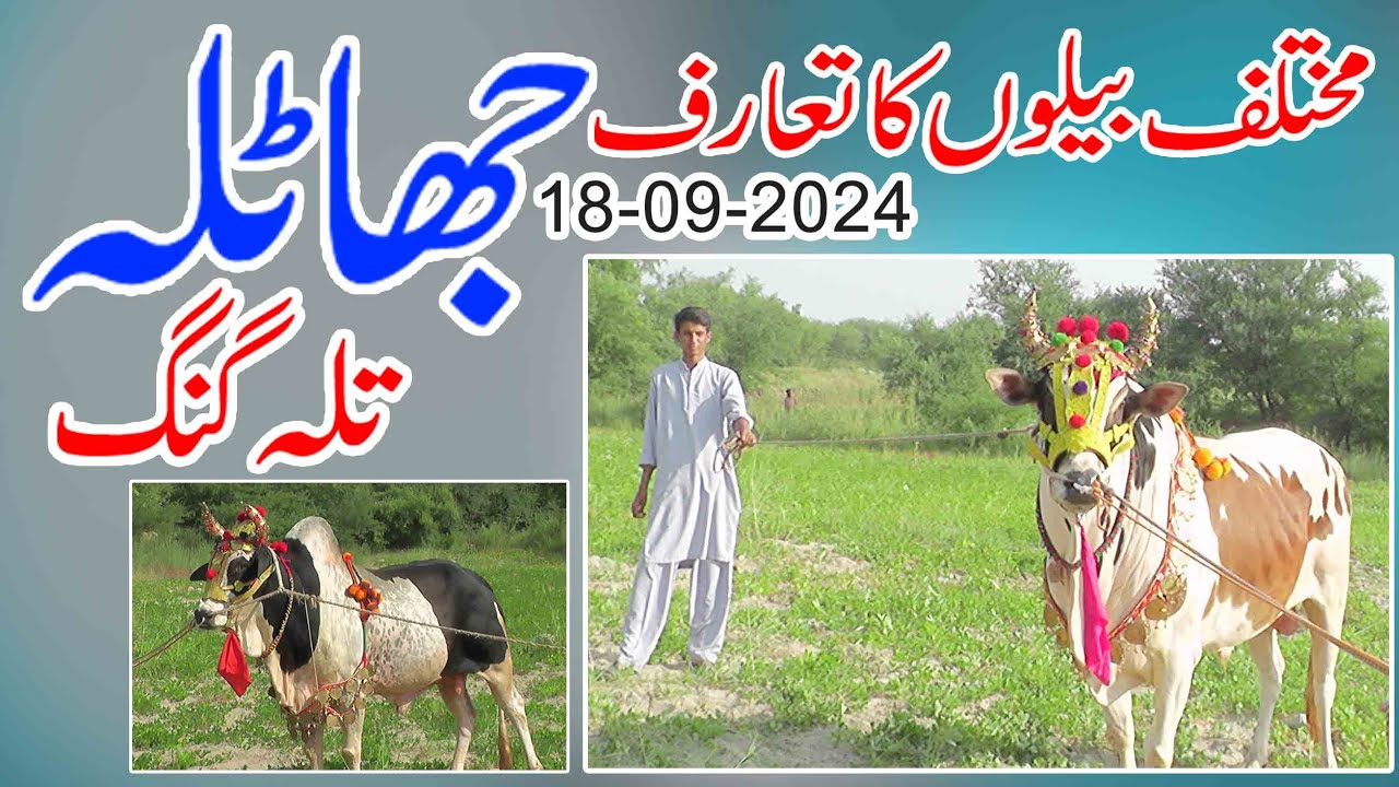 Mukhtalif Bailoon Ka 18-09-2024 Taraf Jhatla Talagang Chakwal - YouTube