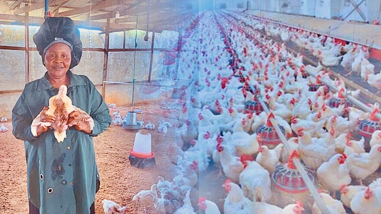 how a Nigerian LADY builds and own a POULTRY FARM - YouTube