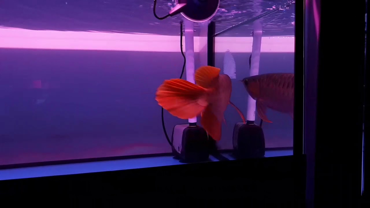 Medium RDC super red arowana 35cm.. - YouTube