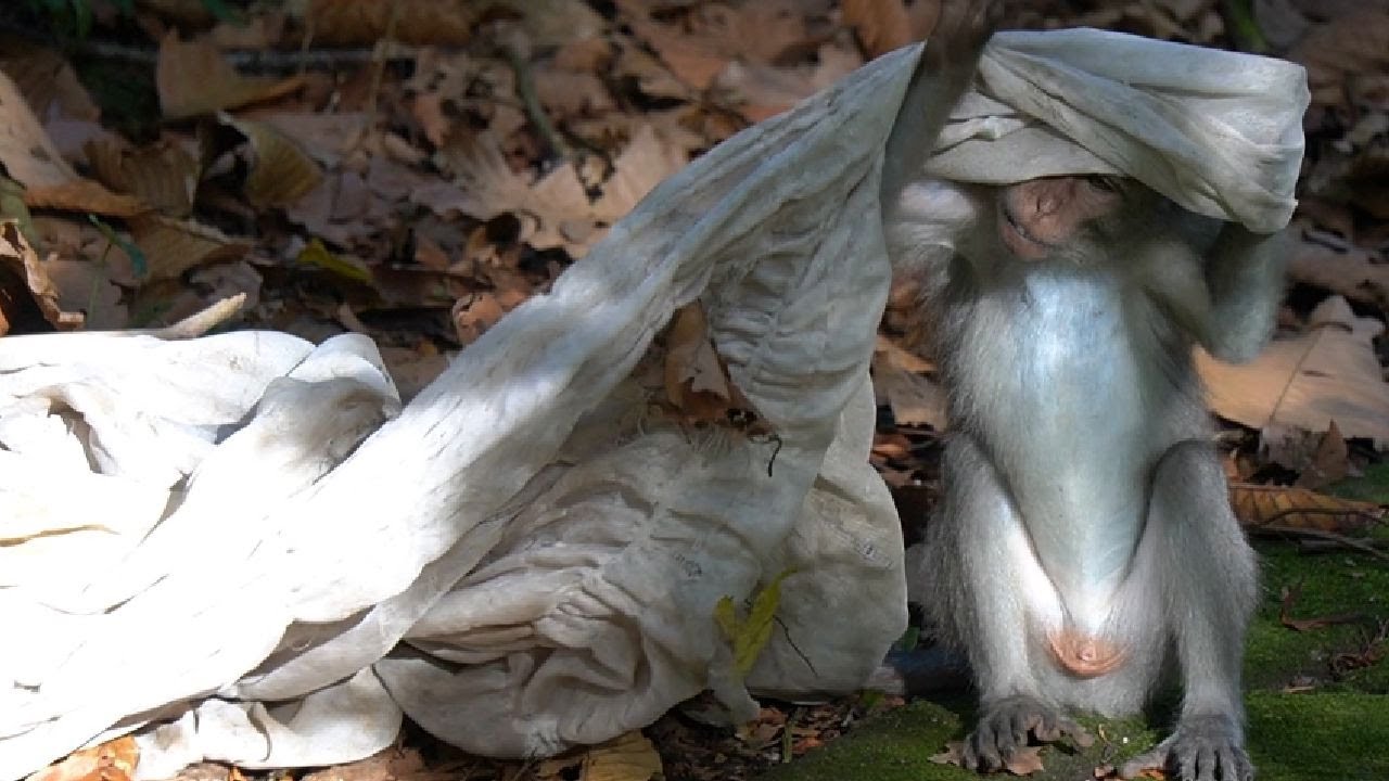 Ritual monyet di tengah hutan #tuabangmonkey - YouTube