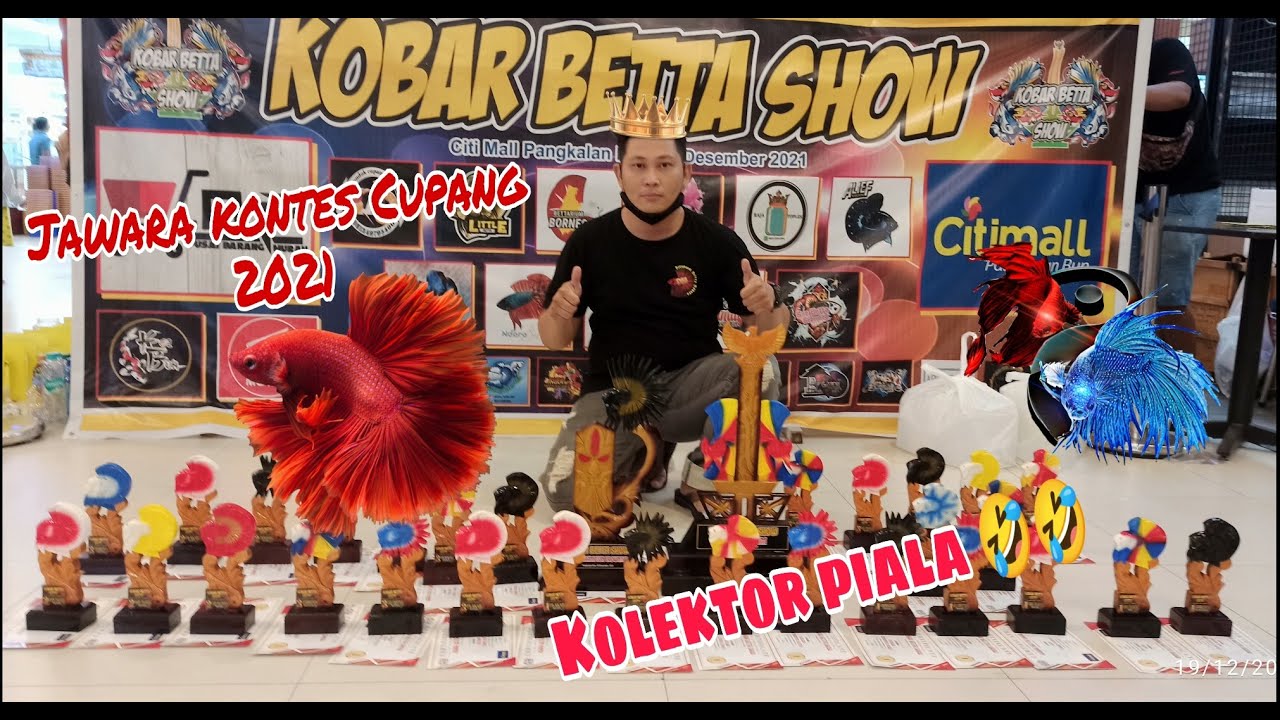 Kontes Cupang Penghujung Tahun 2021|Kobar Betta Show| - YouTube