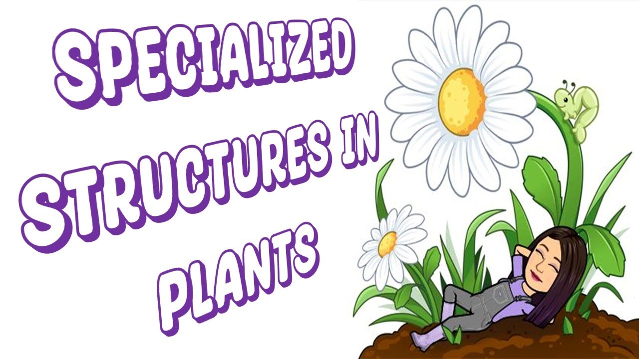 Specialized Structures in Plants | Modified Stems, Leaves, & Roots ...