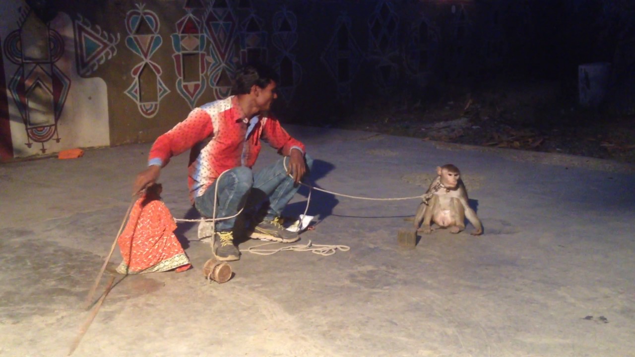 Madaari bandar aur bandariya ka khel-awesome monkey show - YouTube