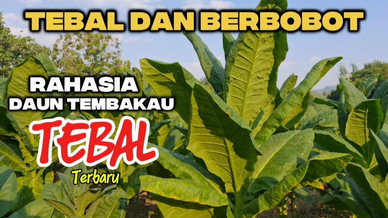 Cara Agar Daun Tembakau Tebal - YouTube