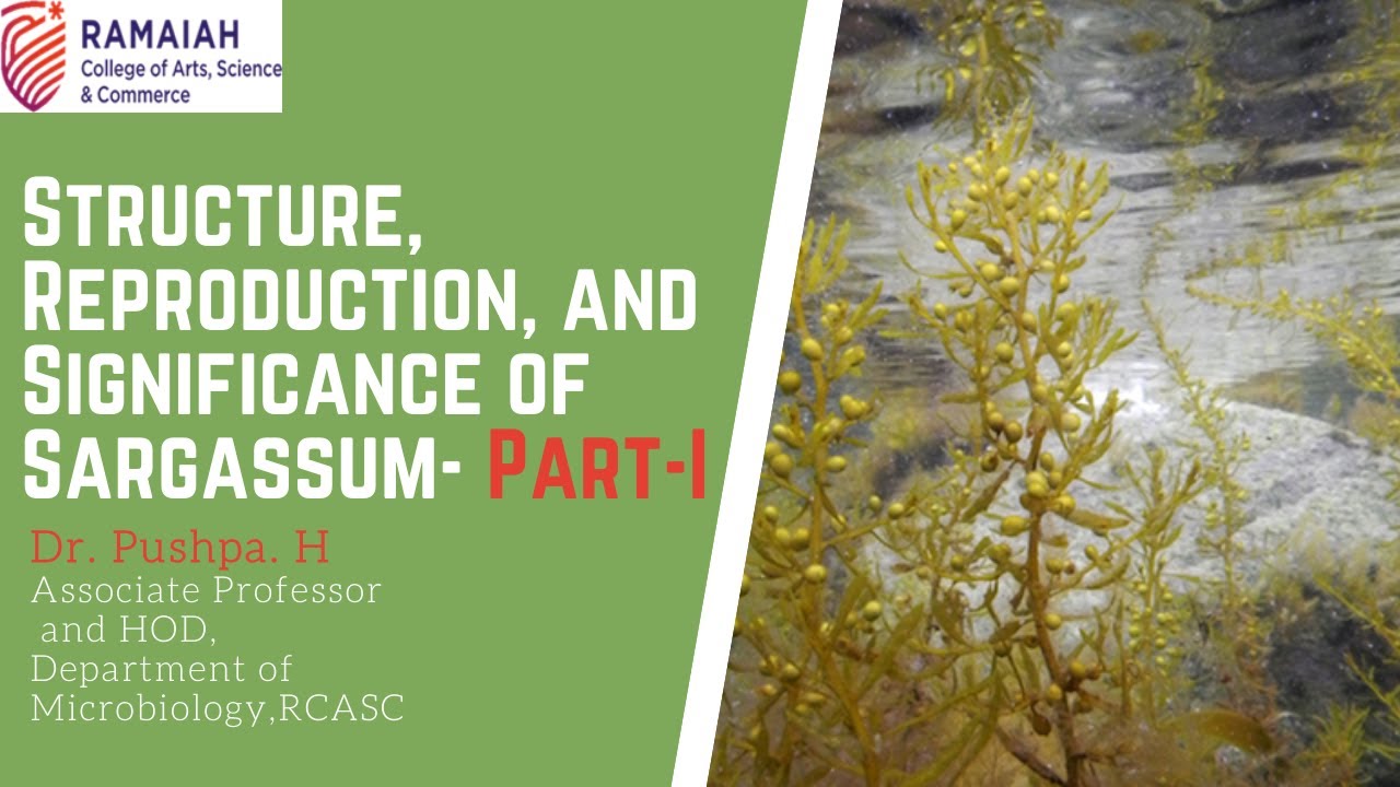 Sargassum: Structure, Reproduction and Economic Importance of Sargassum ...