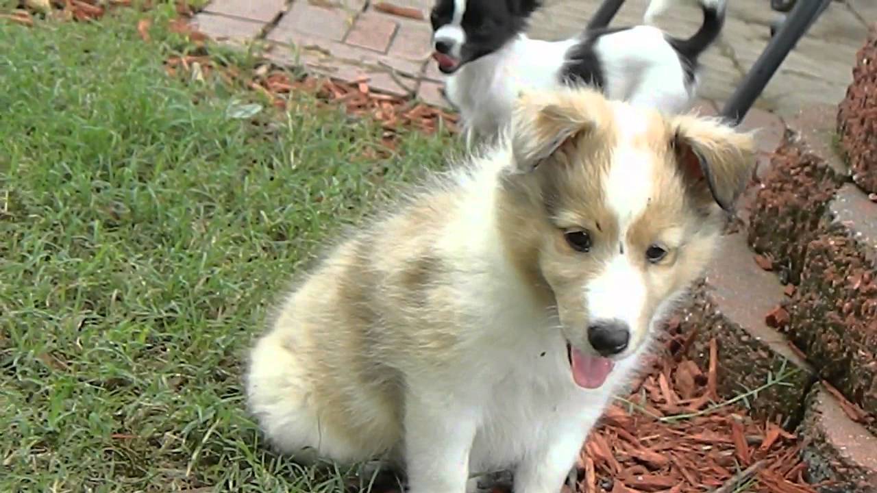 AKC Sable Merle Female - YouTube