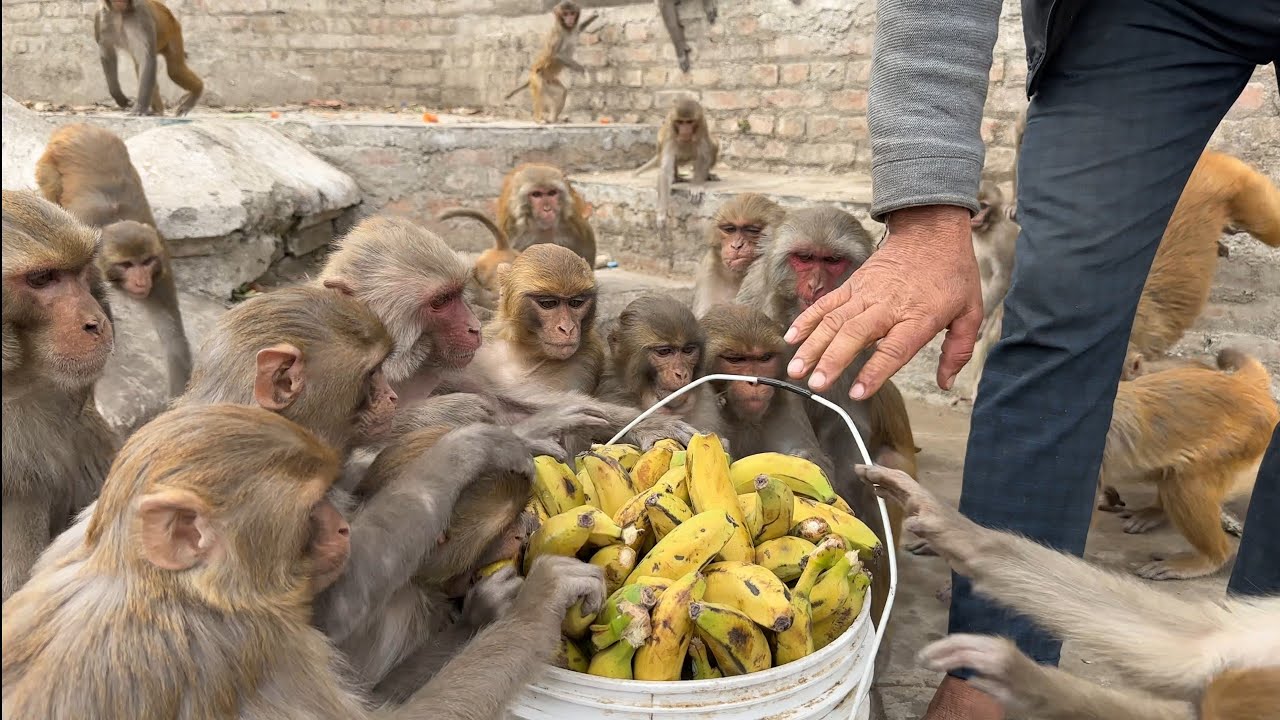 A group of monkeys quickly ate two buckets of bananas at once ...