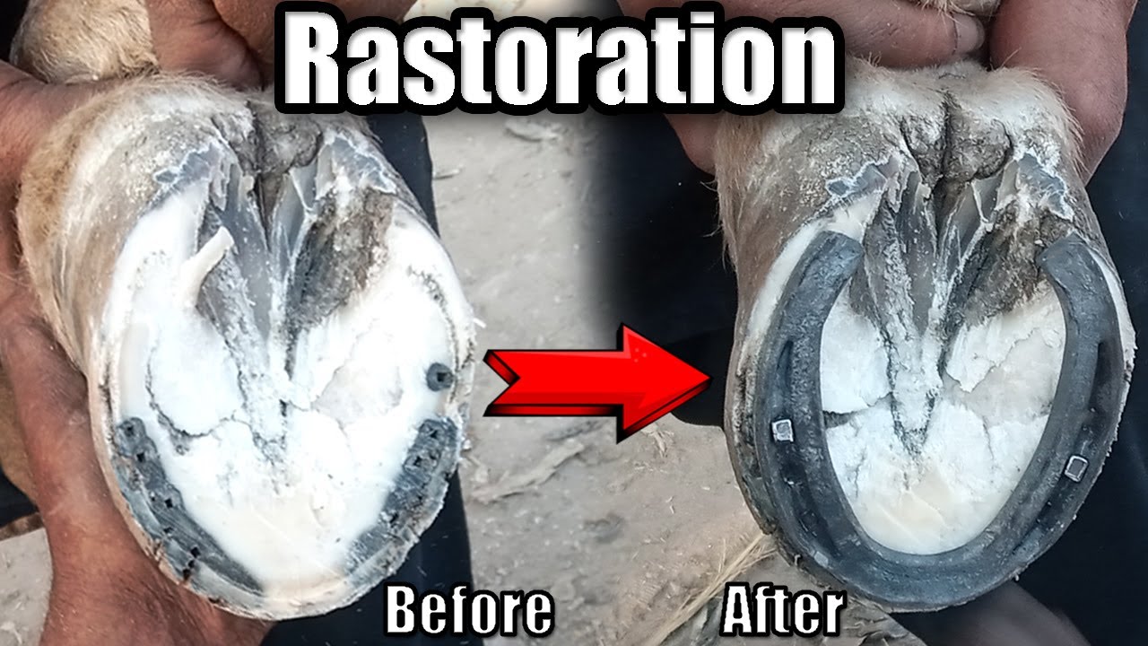 Rastoration Satisfying Horse Hoof,successful - YouTube