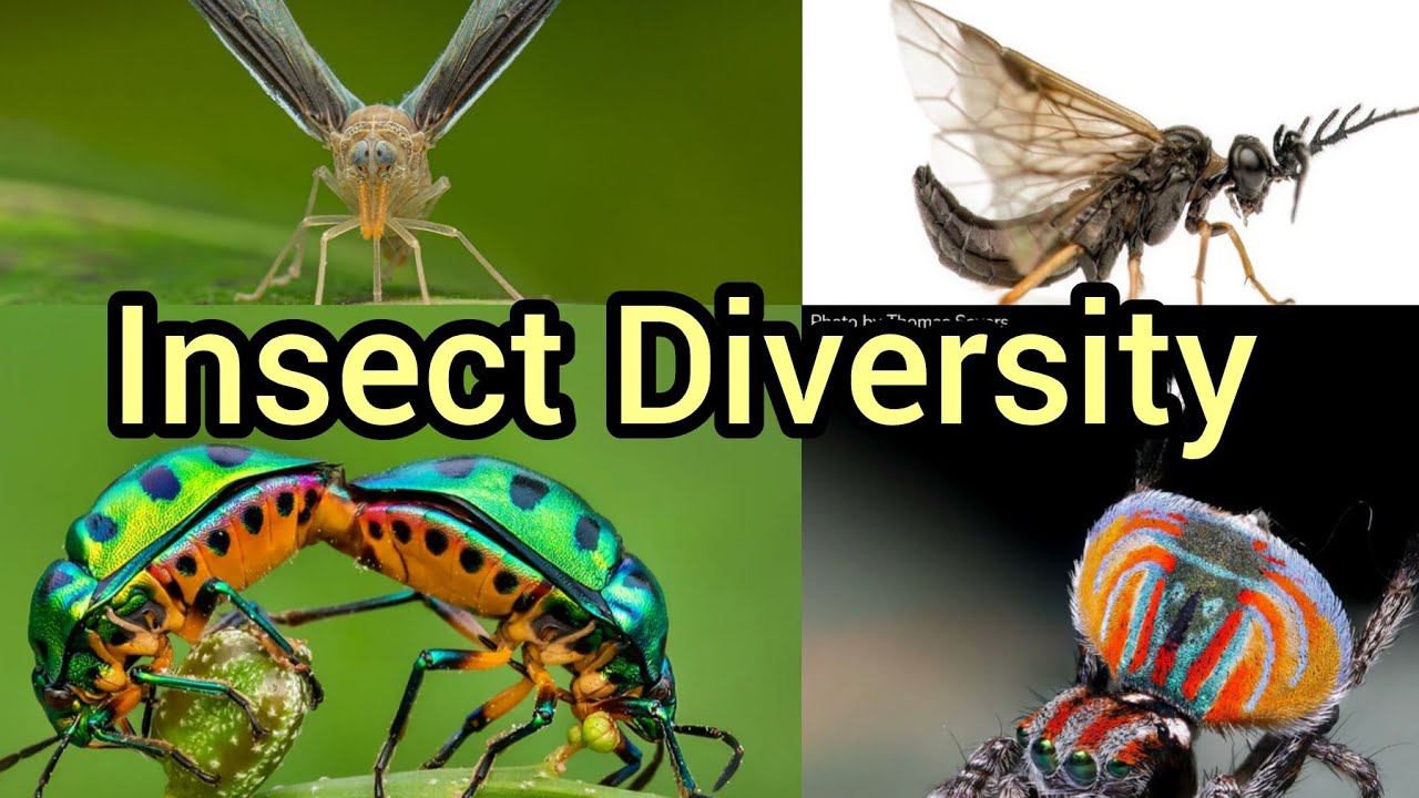 Insects diversity #insects #insect #insectslovers #larva #caterpillar # ...