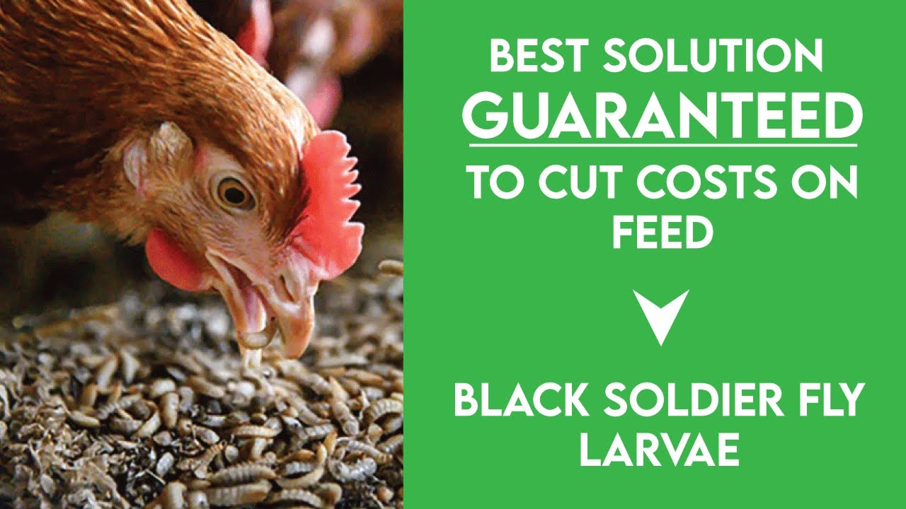 BEST CHEAP CHICKEN FEED - Black Soldier Fly Larvae - YouTube