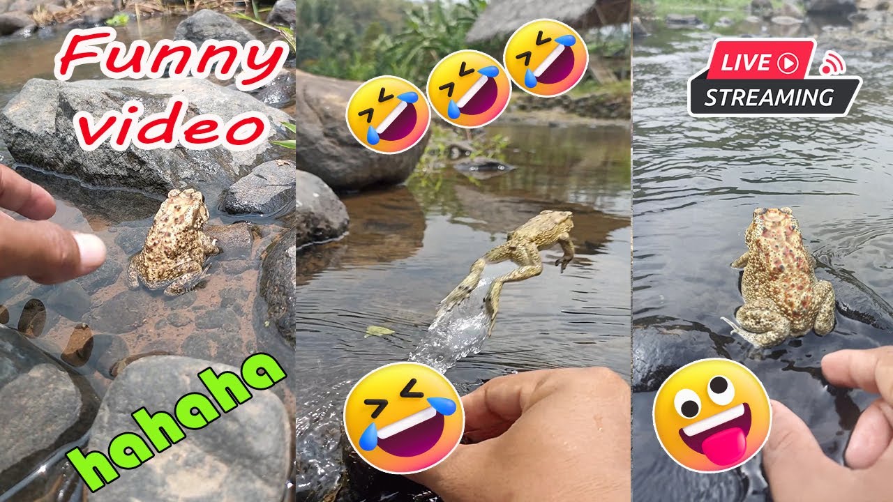 Catching frog funny make you laugh | cute frog jumping funny | funny ...