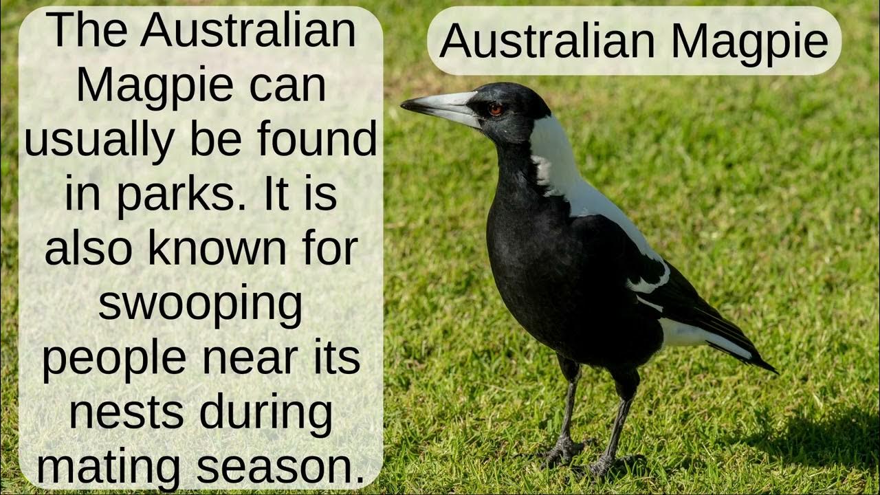 Australian Magpie: Word Pronunciation - Read Along (Australian Accent ...