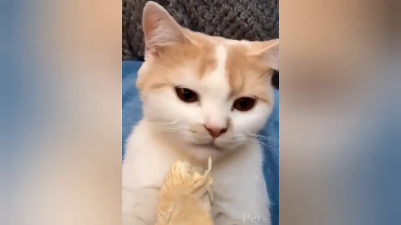 Best pet video compilation #23 - YouTube