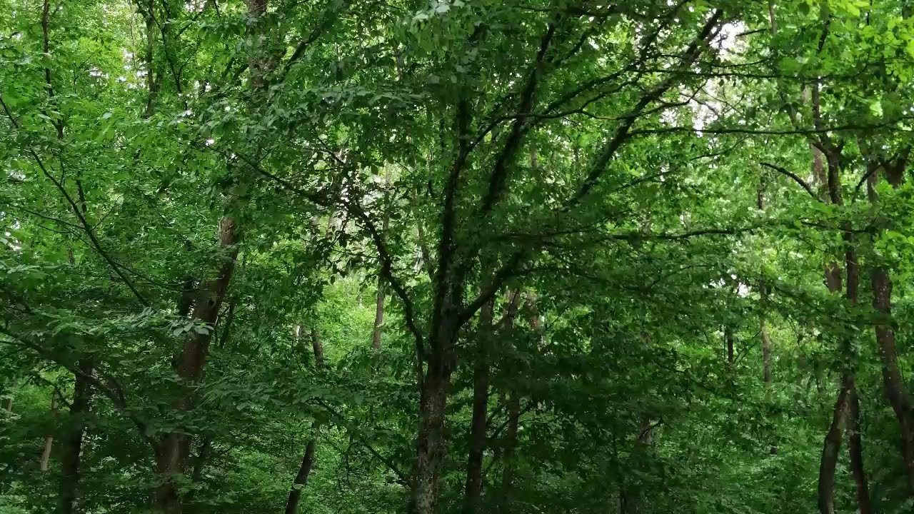 Relaxing forest - sleep well - YouTube