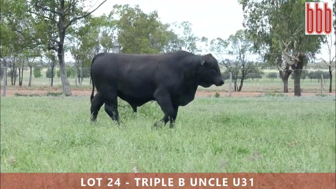 Lot 24 - Triple B Uncle U31 - YouTube