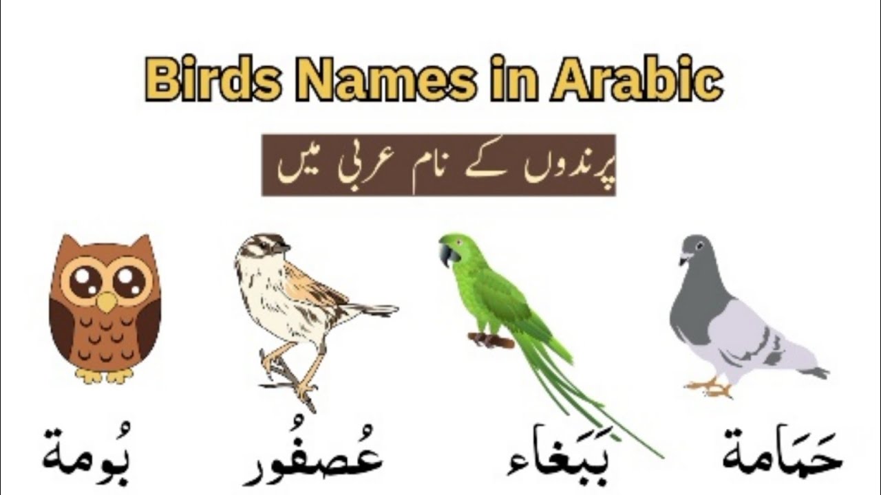The names of birds in Arabic with English Urdu translation | birds in ...
