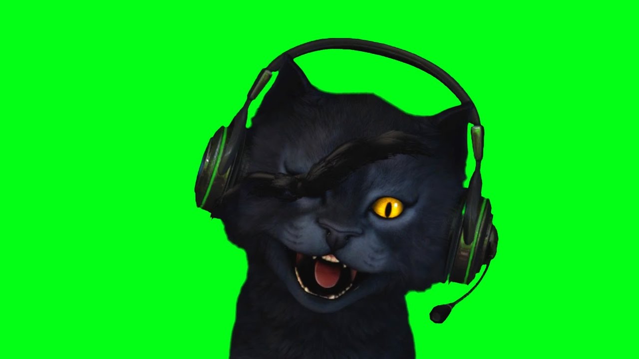 Black Cat 02 x Greenscreen Facerig #Nocopyright - YouTube