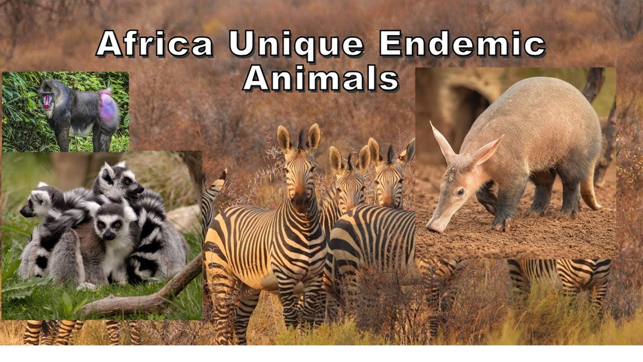 Africa's unique endemic animals:የአፍሪካ ብርቅዬ እንስሳት:wild life - YouTube