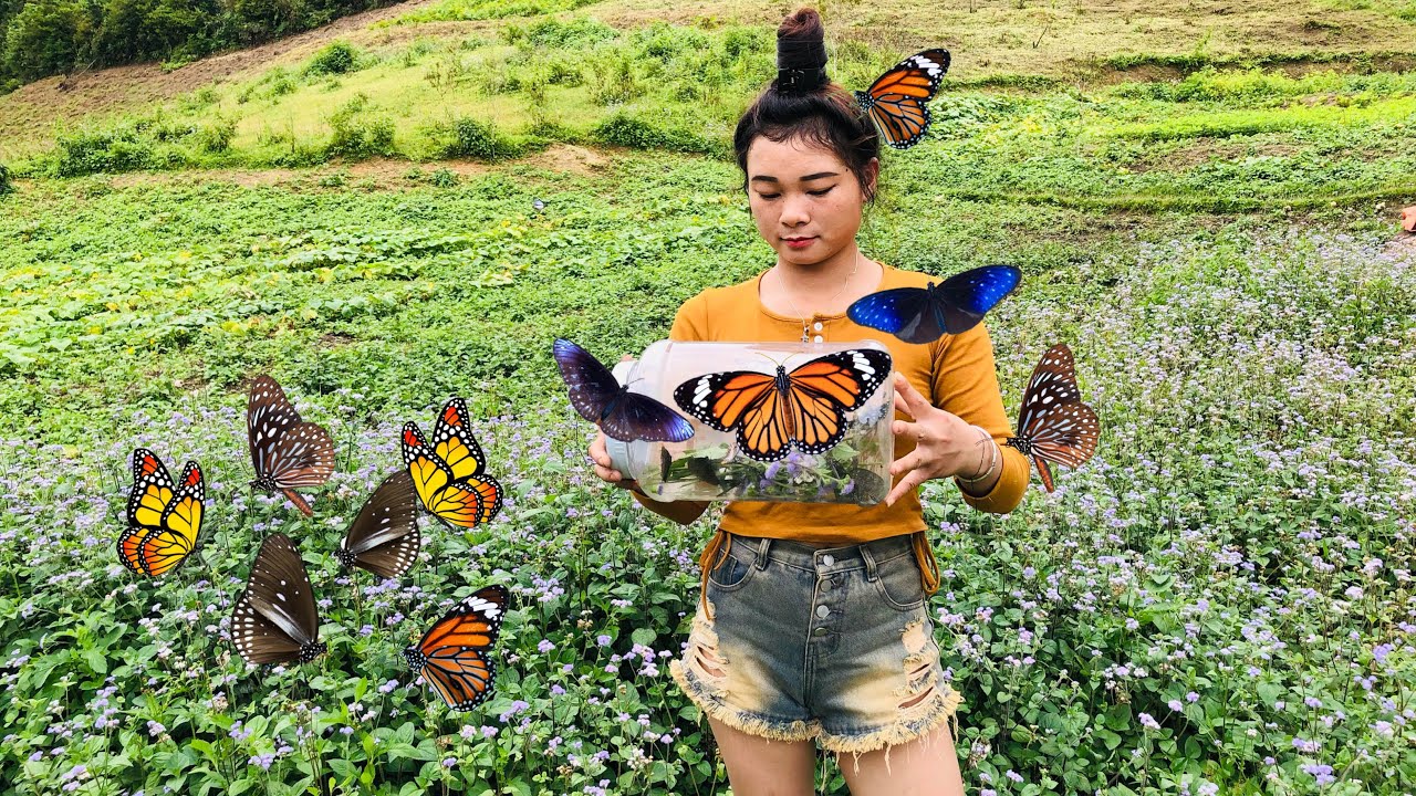 Hunt butterflies, catch many beautiful butterflies to watch, hunt ...