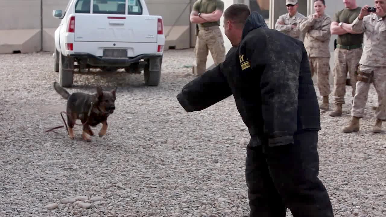 Military Working Dogs Demo - U.S. Marine Corps 1st Law Enforcement ...
