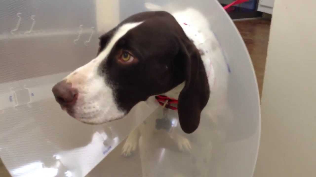 K9 Emergency laceration repair - YouTube
