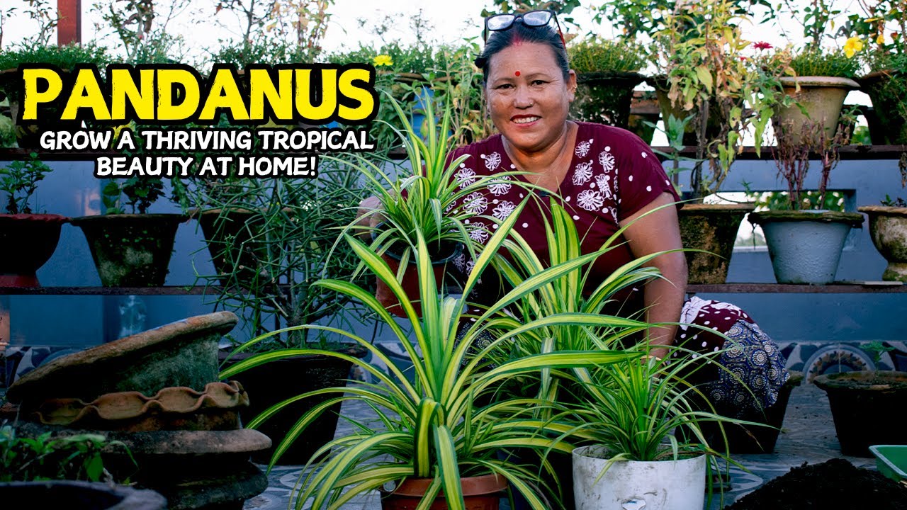 Ultimate Guide to Pandanus Plant Care: Watering, Soil, and Light Tips ...