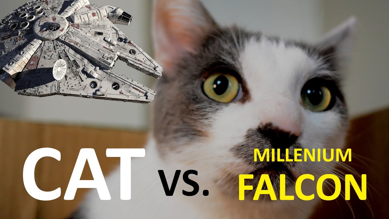 CAT VS. MILLENNIUM FALCON - YouTube