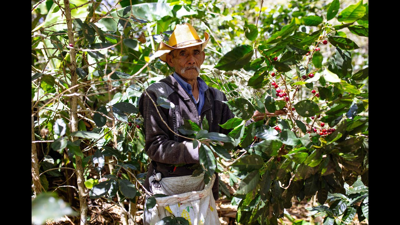 Bext360 Full Story Coffee Project - YouTube