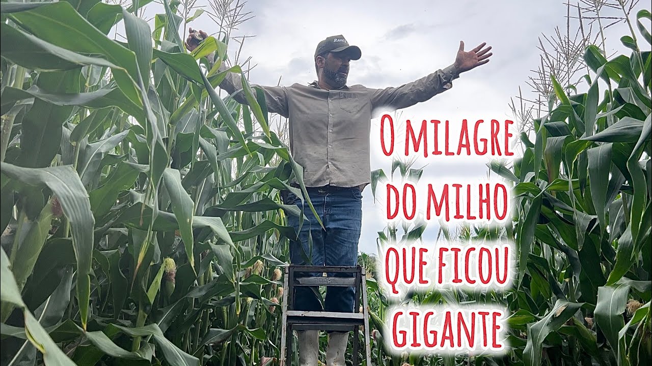 O MILAGRE DO MILHO GIGANTE: COMO UM GRÃO PODE TRANSFORMAR SUA VIDA EM ...