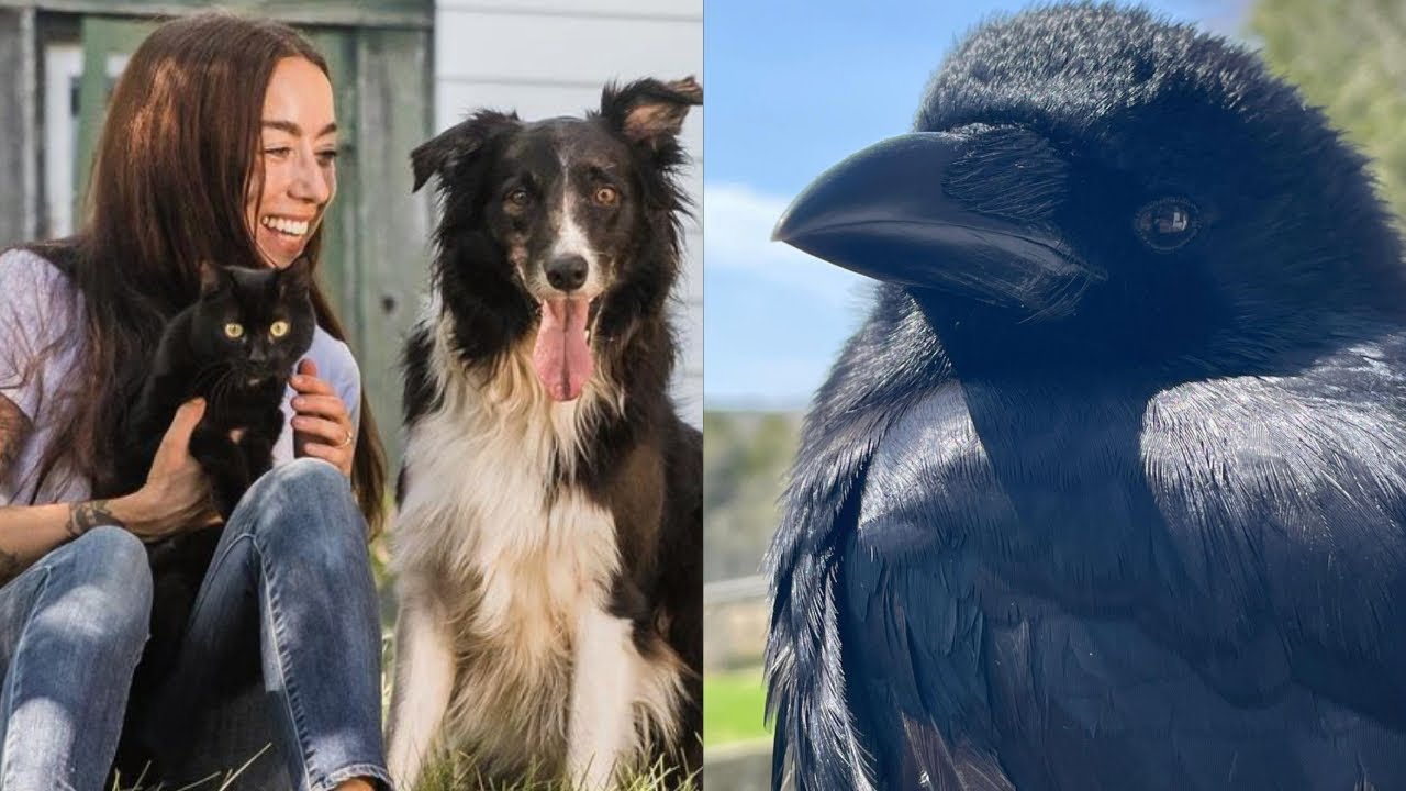 Cat Who No One Wanted Becomes BFFs With A Crow! 😍🐦‍⬛ - YouTube