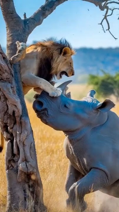 Lion Vs Rhinoceros The battle for survival! #lion #rhino #wildlife - YouTube