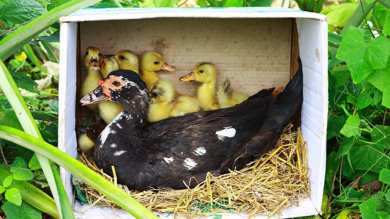 Duckling New Hatching From Eggs By Muscovy Duck Mum - YouTube