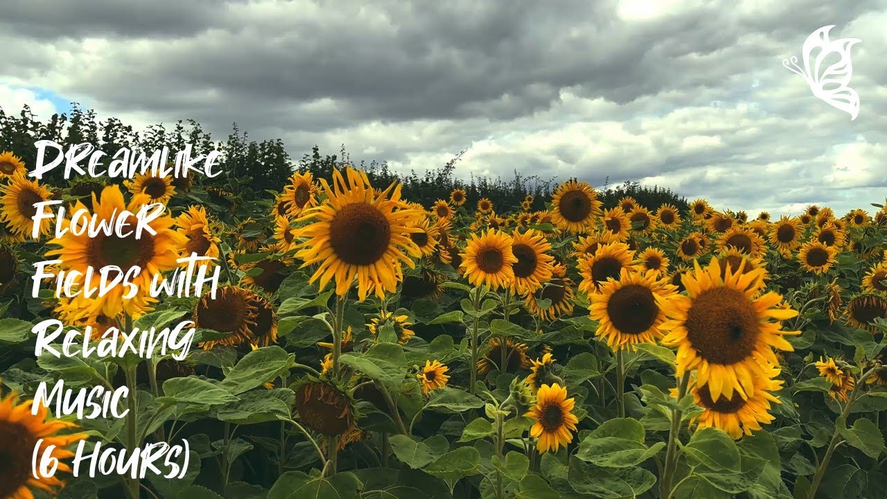 🌼 🌻Dreamlike Flower Fields with Relaxing Music (6 HOURS) Calming Images ...