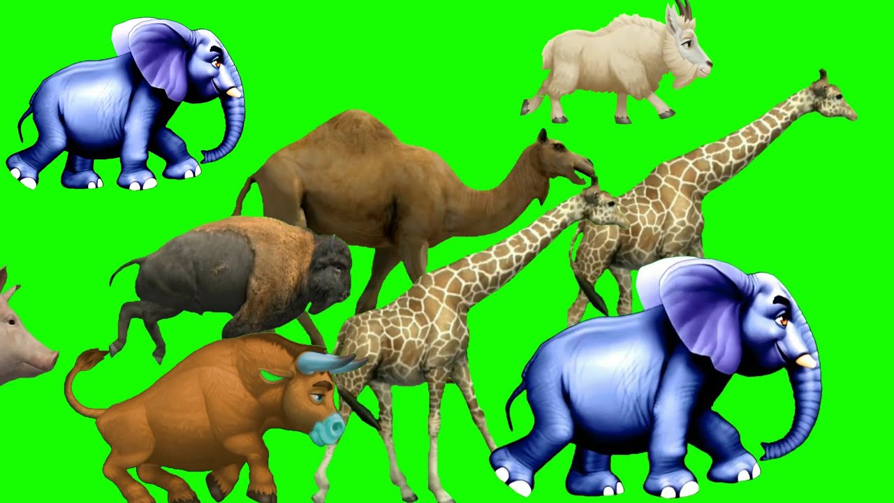 Animal List: Animals Running On Green Screen | Animals Stampede Green ...