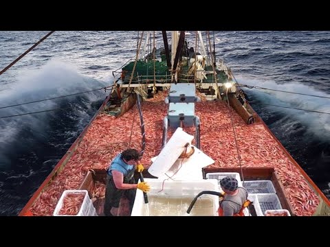 Amazing Shrimp Fishing Video - Net fishing shrimp, Catch & freeze ...