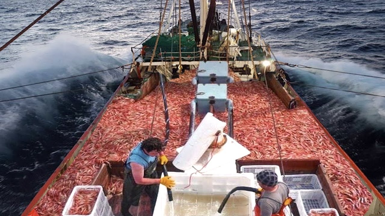 Amazing Shrimp Fishing Video - Net fishing shrimp, Catch & freeze ...