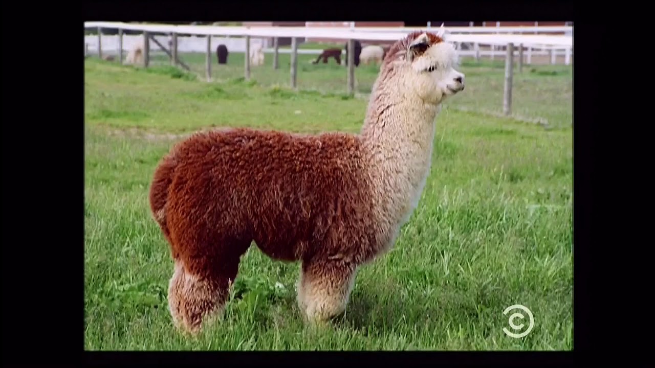 Pilot Boy Productions/Marobru Productions (2003) - YouTube