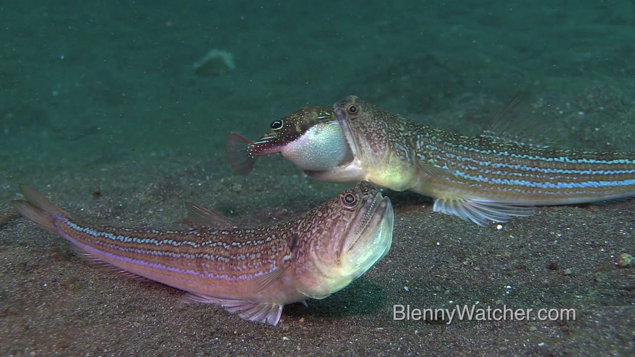 Snakefish eats Toby from BlennyWatcher.com - YouTube