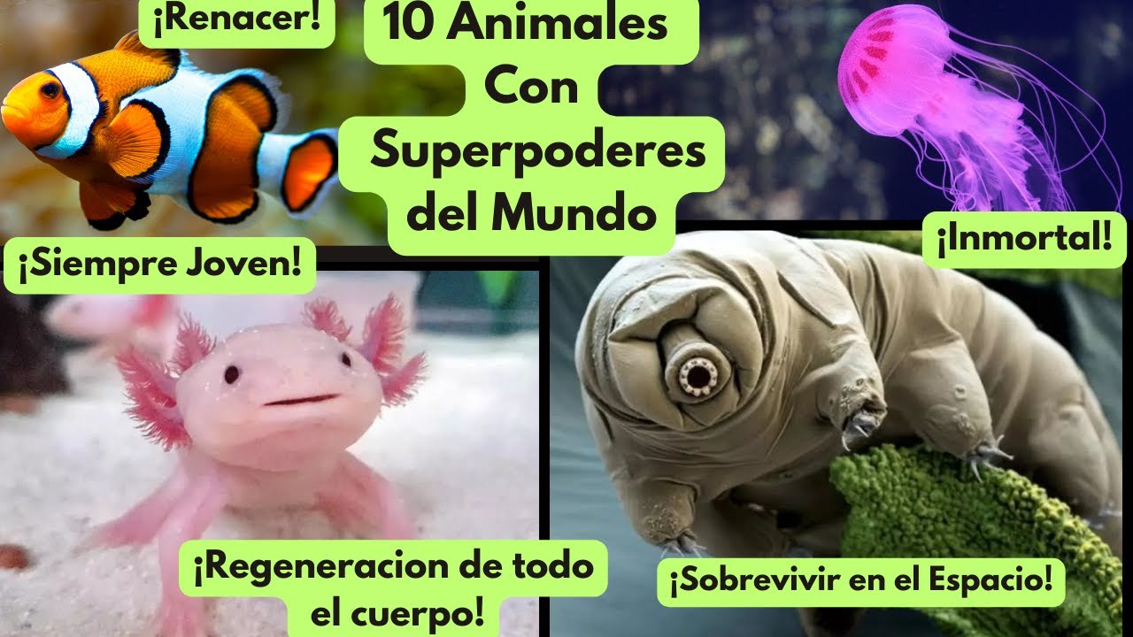 10 Animales Más Increíbles y Asombrosos del Mundo - YouTube