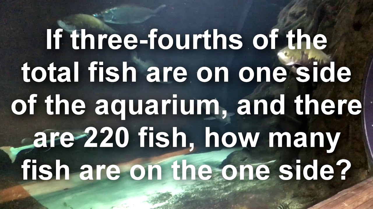 aquarium math - YouTube