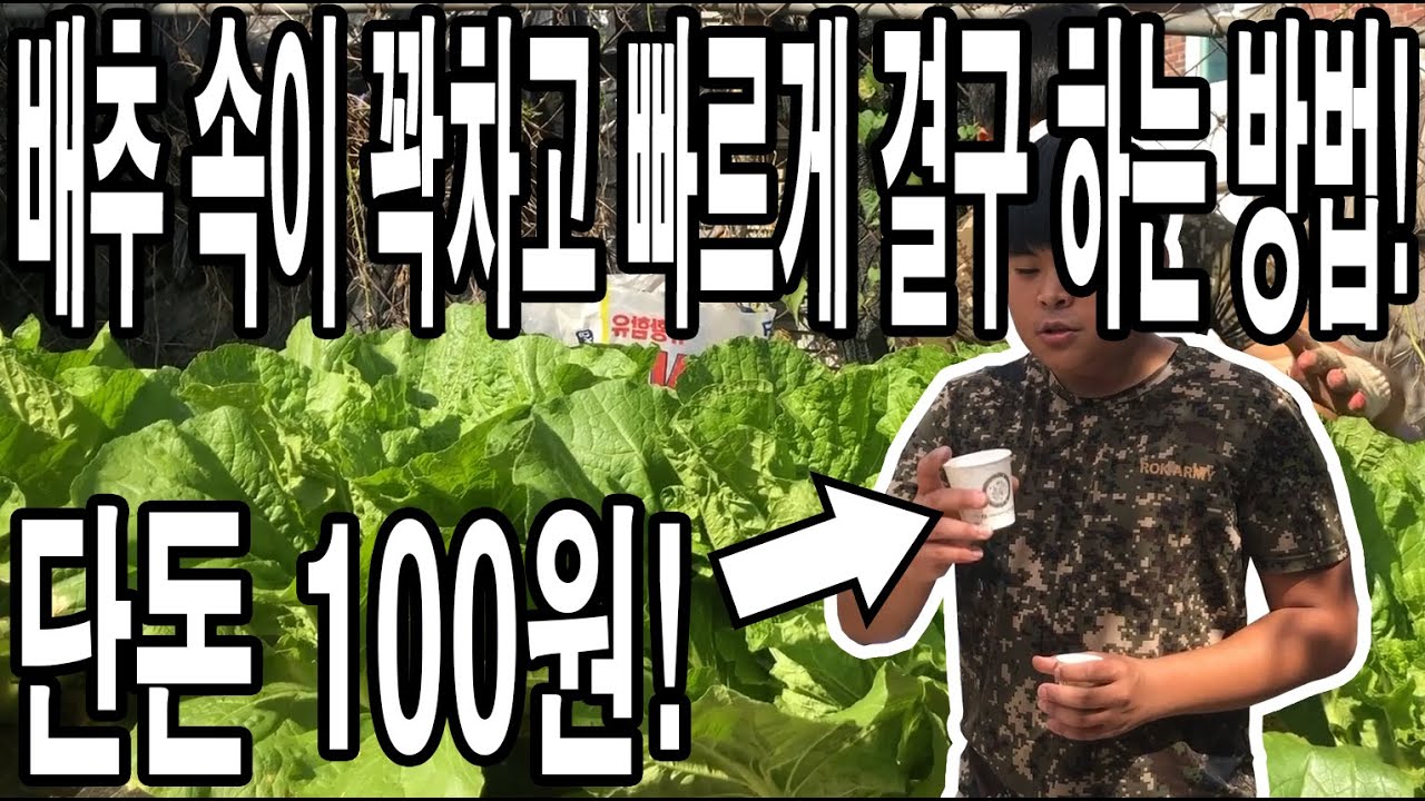 배추결구 시기에 이것을 뿌리면 배추 속이 꽉차고 결구가 확실하고 빠르게 되요 만드는데 100원도 안들고 배추가 하루다르게