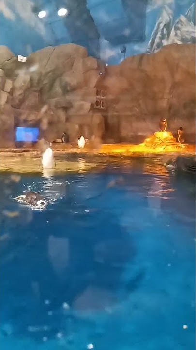 the penguin - YouTube