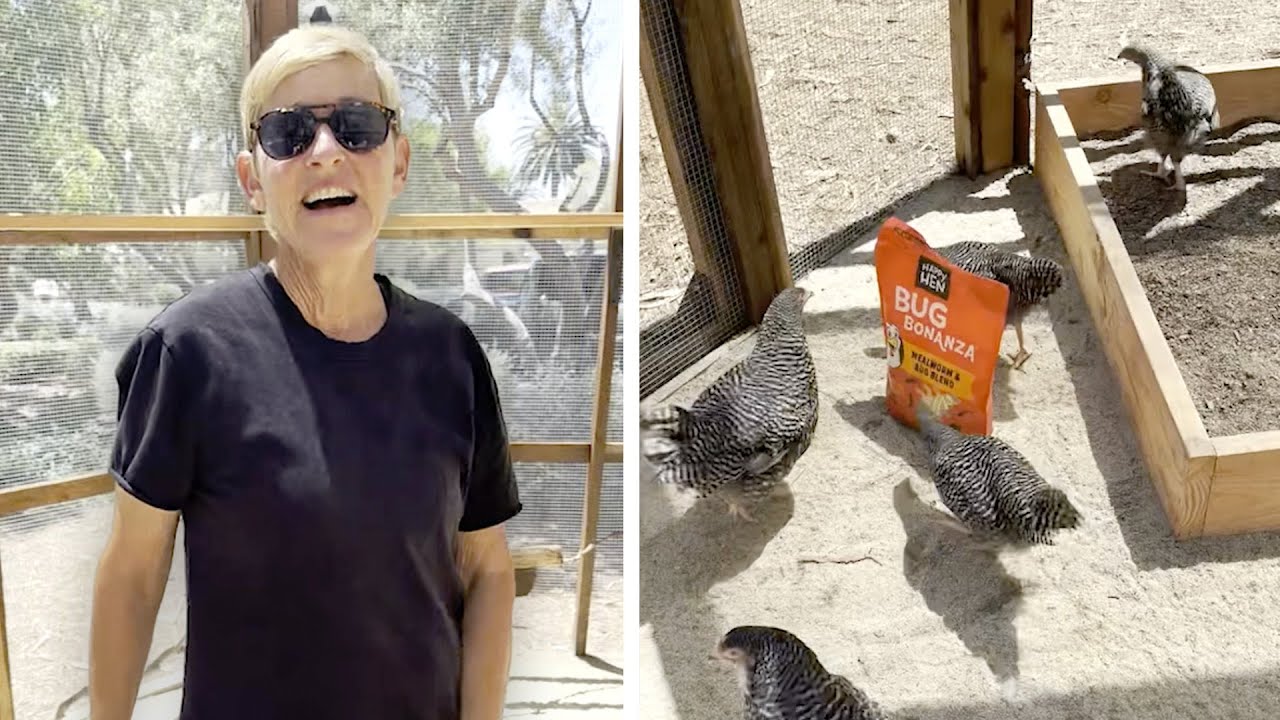 Ellen Responds to Your Questions About Her Chickens - YouTube