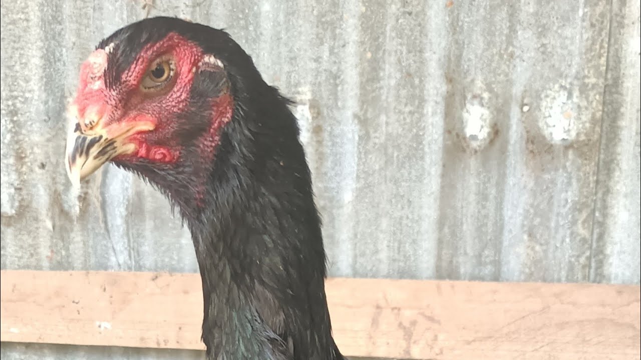 Black Japanese Shamo pullet ( Tanaka Gohan) - YouTube