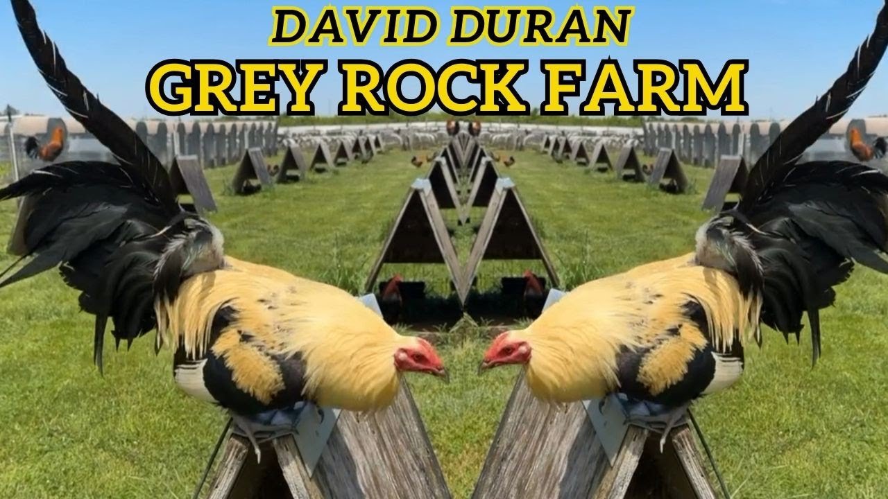 David Duran !! Pure Cardinal Club Kelso Ruble Hatch Chocolate Grey ...